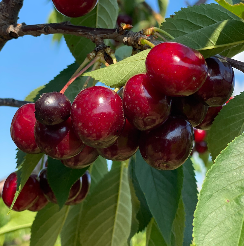Cherries | Twin Ridge Orchard Co.